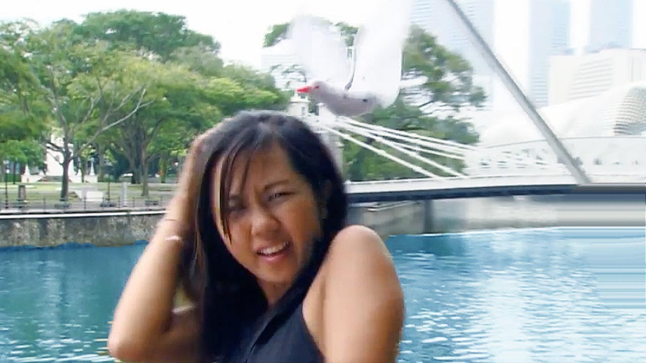 Bird Attacks Girl On First Date | Just for Laughs Compilation - YouTube