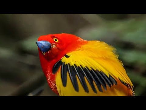 BBC Earth 50 Top Natural History Moments | 30-21