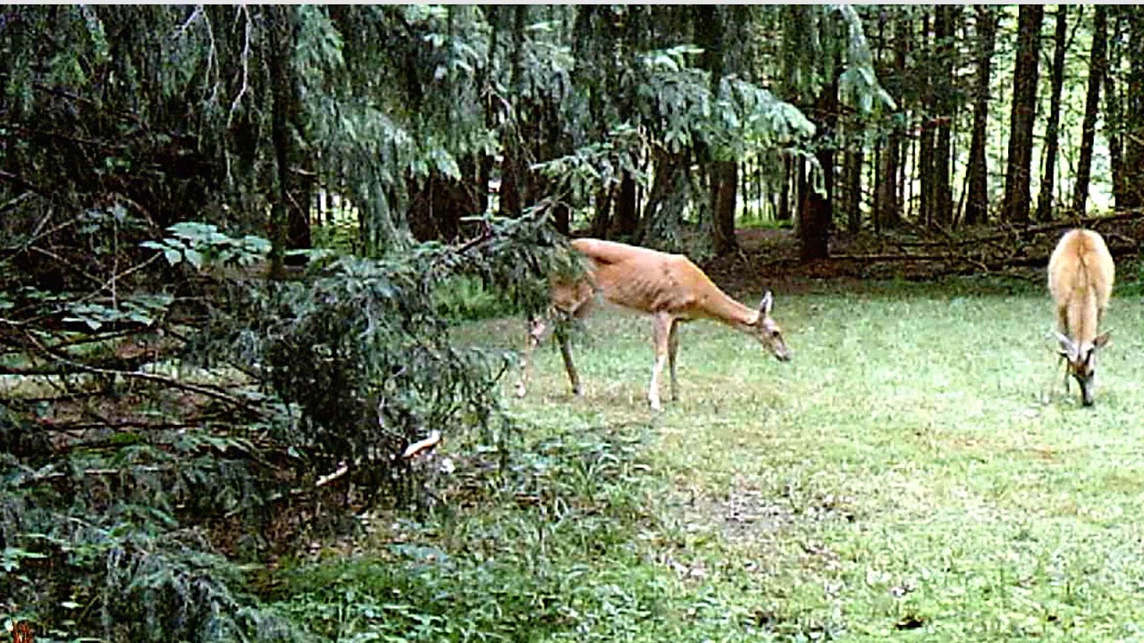 Deer Fight Doe checks scrape and licking branch in July - YouTube