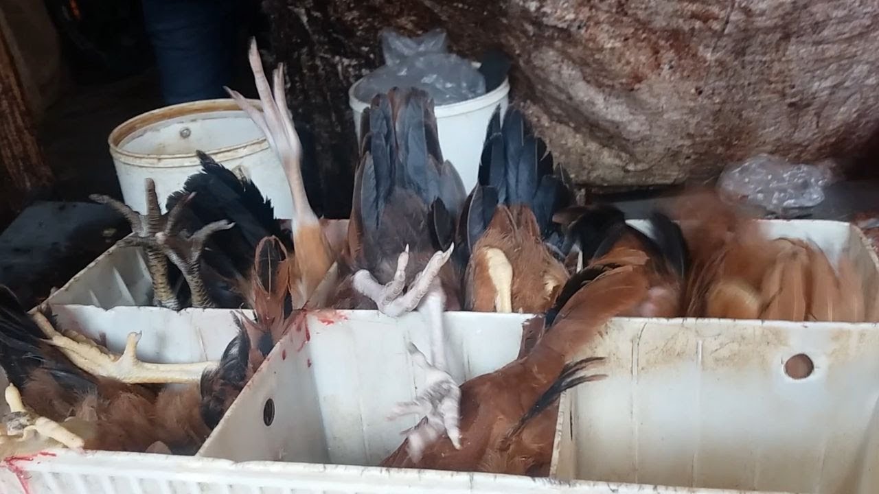Live Chicken Cutting Skills Fast || How To Cut Up A Whole Chicken ...