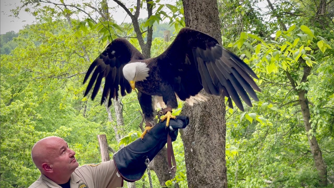 Searching For A Bald Eagle 🦅 | Finding America 🇺🇸 - YouTube