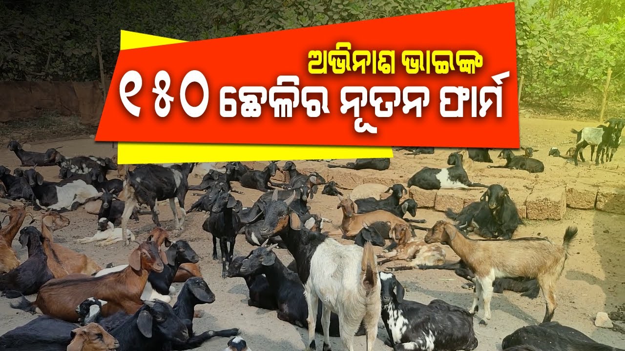 ୧୫୦ ଛେଳିରୁ ଆରମ୍ଭ କଲେ ନୂତନ ଛେଳି ଫାର୍ମ || Goat Farm in Odisha || Start ...