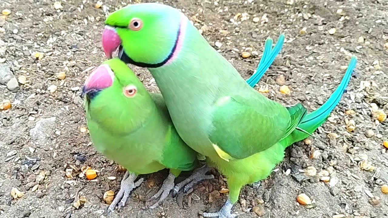 Parrot Live - YouTube
