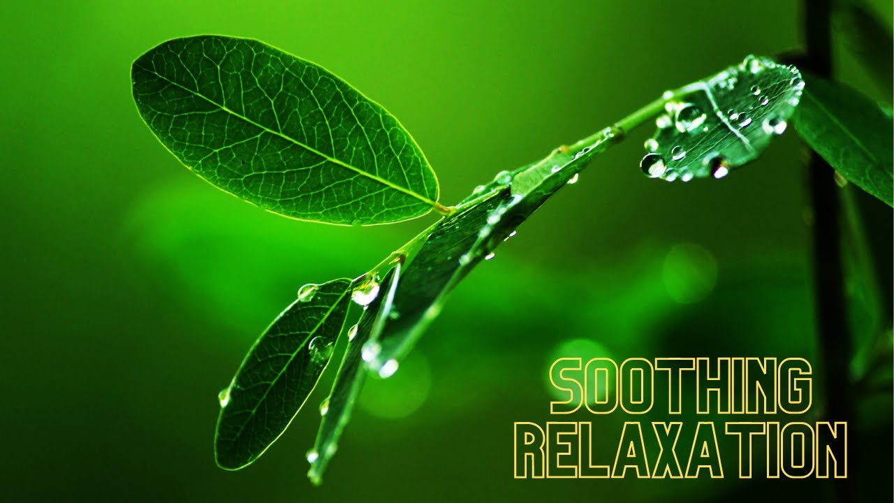 4k The rain on tree leaves - Soothing Relaxation - YouTube