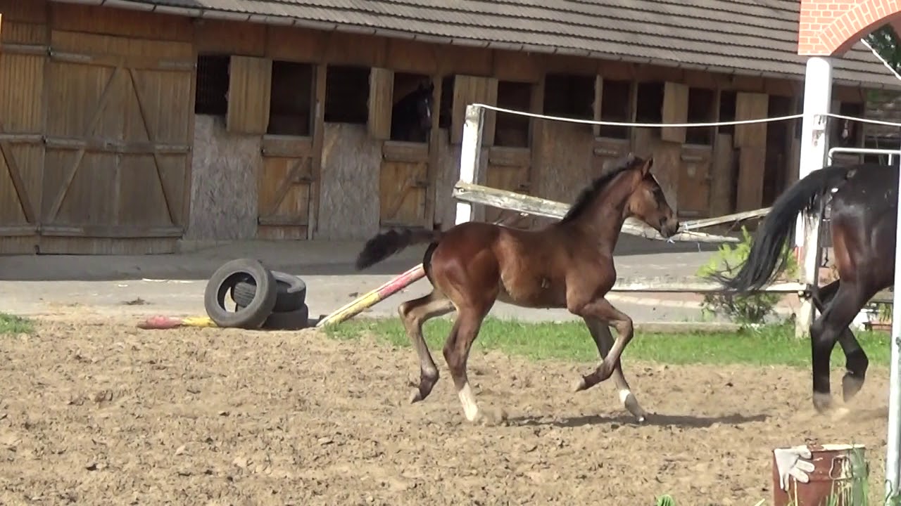 Rascalino x Santano x Metall, 2017, Hsh, filly - YouTube