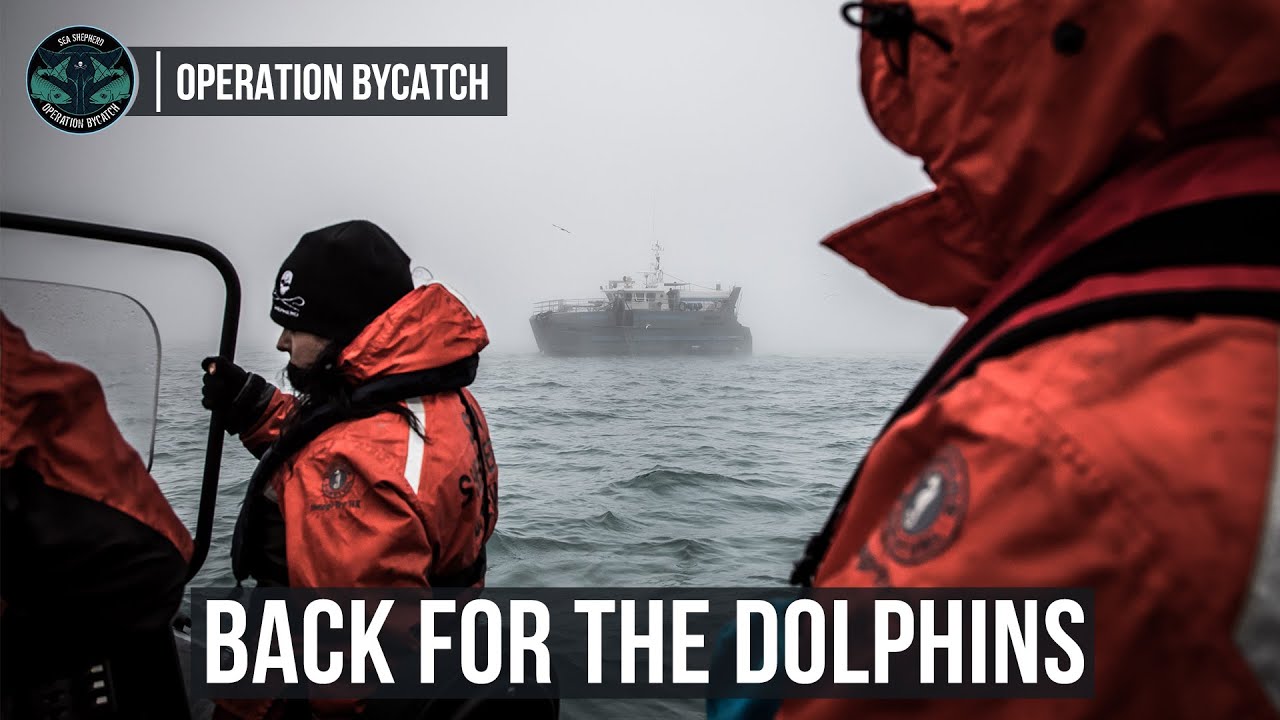 Sea Shepherd Returns to the French Atlantic Coast for Dolphin ByCatch 3 ...