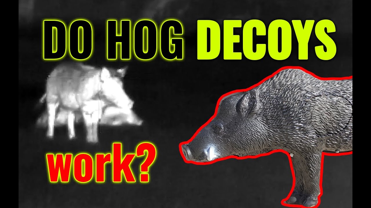 Hog Decoys & the power/curse of real-time trail camera intel - YouTube