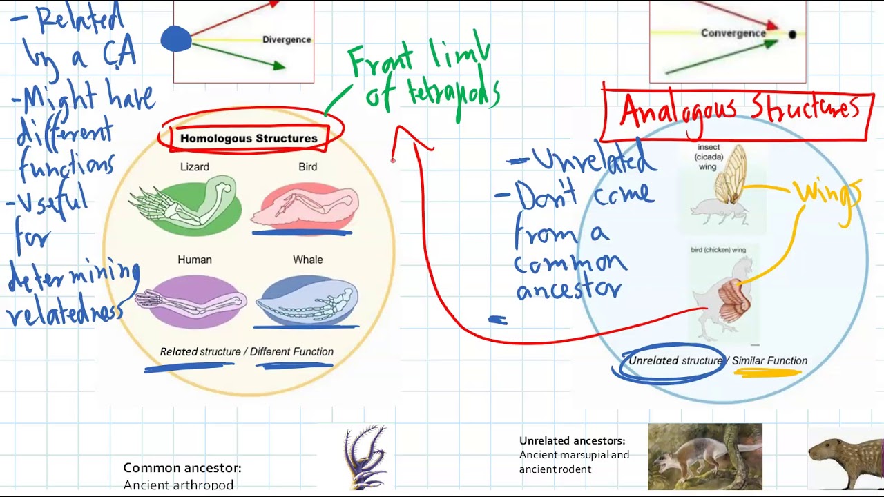 Homologous Structures Convergent Or Divergent