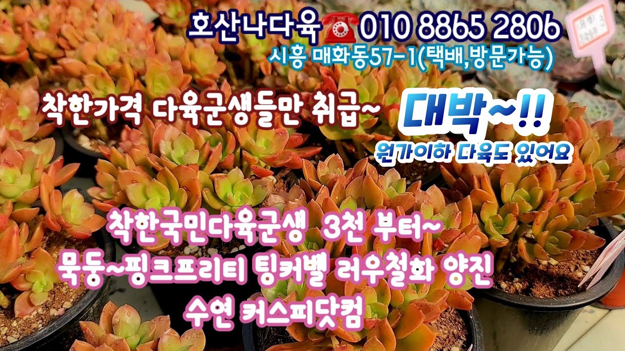 시흥호산나다육🍁새롭게 준비된 묵둥군생다육🍁겨울되기전 노숙다육 정리🍁묵은핑크프리티5천 핑클루비군생3천 중사이즈핑크샴폐인7천🍁원가