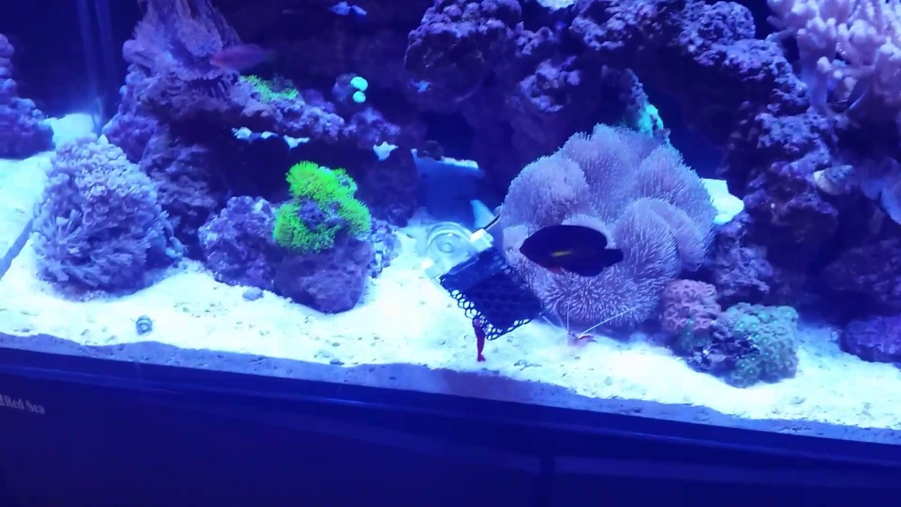 Red sea max e 260 11 months - YouTube
