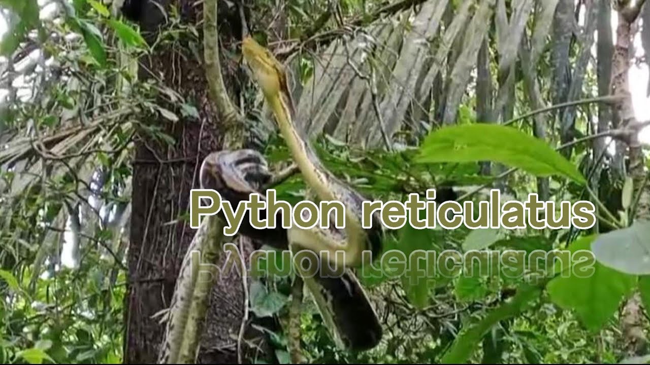 Python reticulatus/JAWA - YouTube