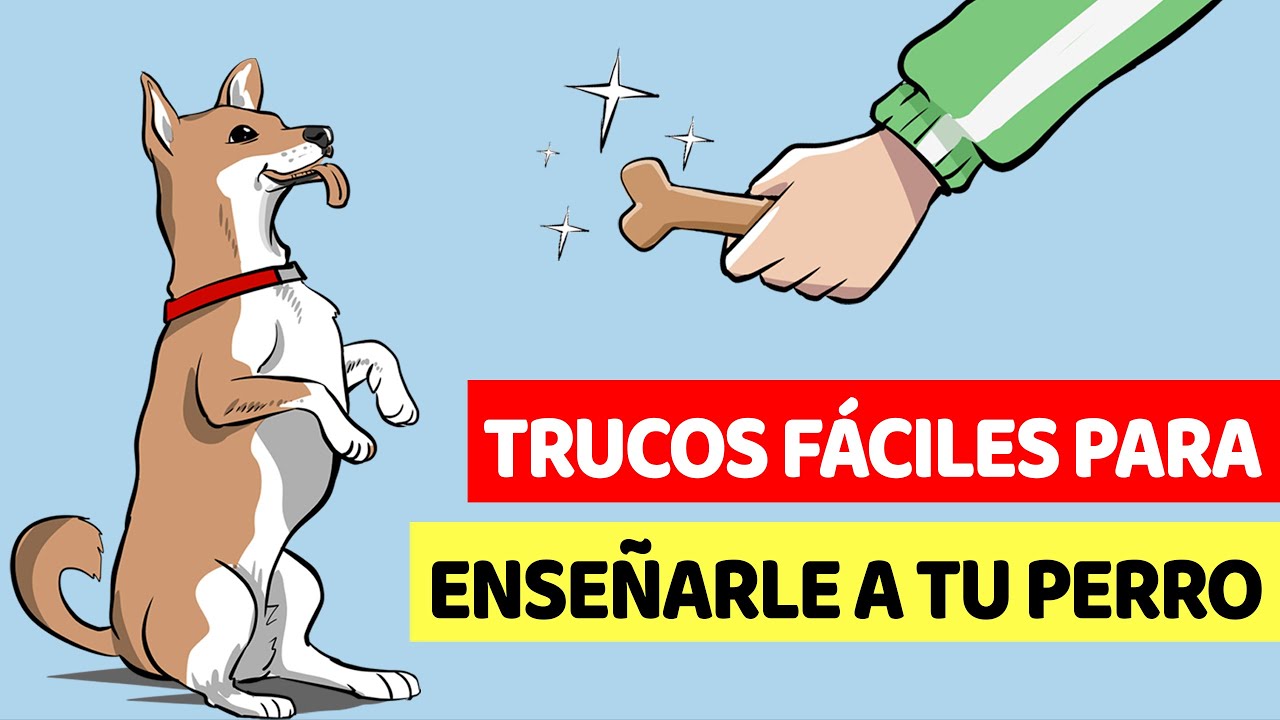 Un Perro Nunca Es Demasiado Viejo Para Aprender Nuevos Trucos