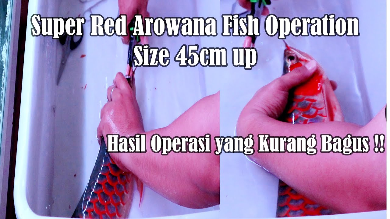 🔴 ikan arwana super red chili 45cm di operasi | the super red dragon ...
