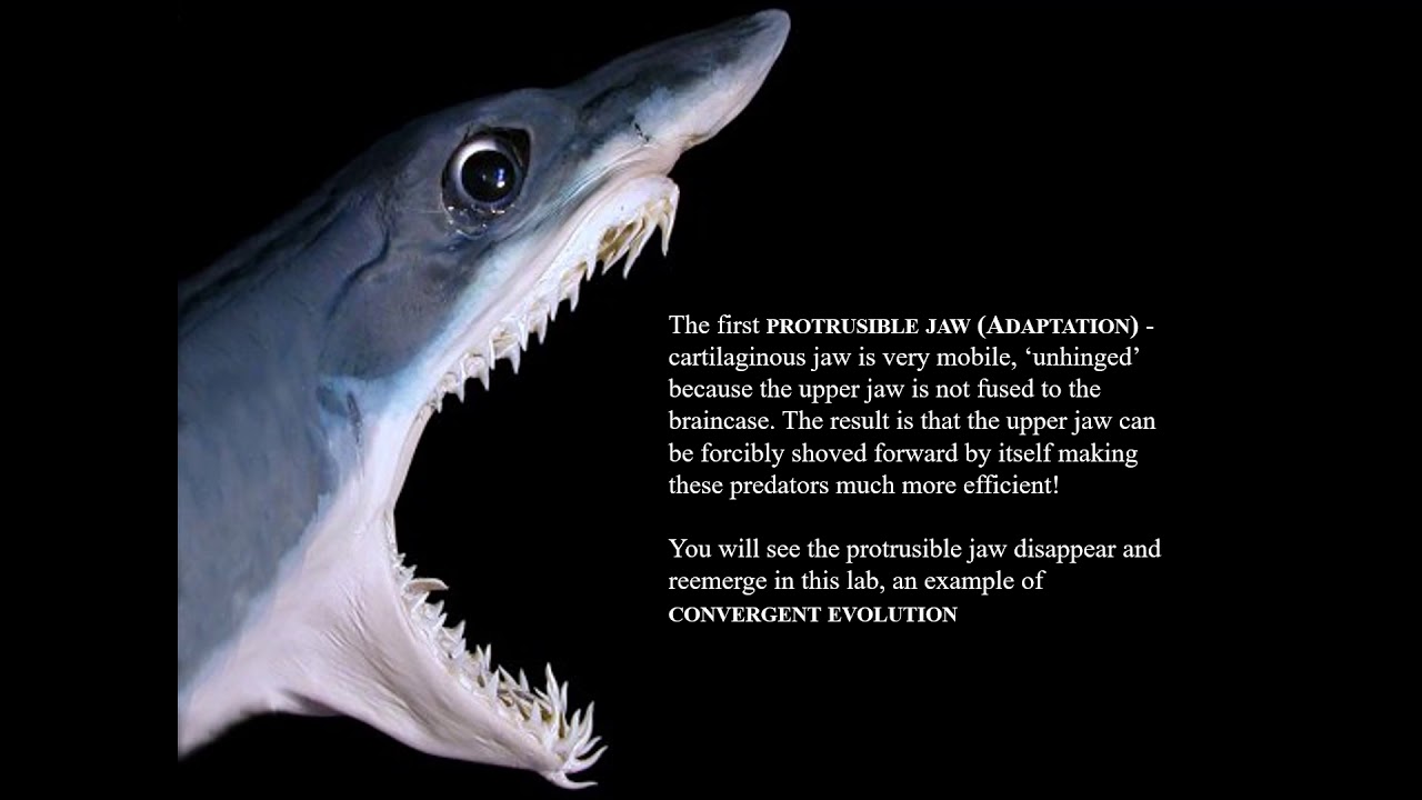 Lab 9 Lecture: Part 2 - Lancelets, Jawless Fishes, and Cartilaginous ...