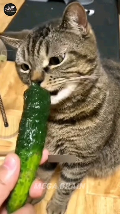 This Is Why Cats Afraid Of Cucumbers #shorts #facts #trending #viral ...