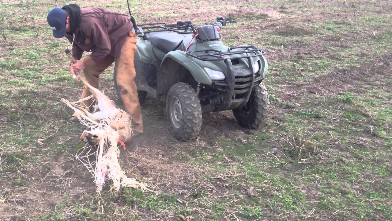 YEARLING BUCK CAPTURE, TAGGED AND RELEASED - YouTube