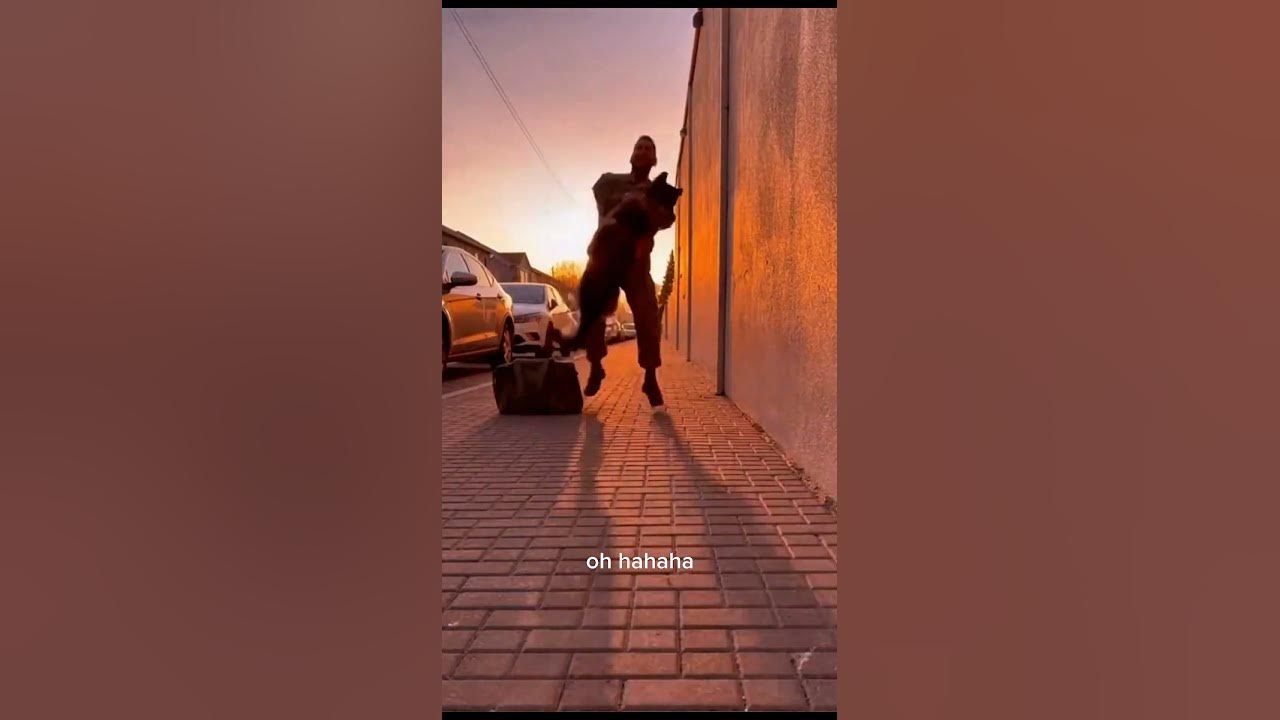 Soldier Comes Home to Emotional Dog Reunion! - YouTube