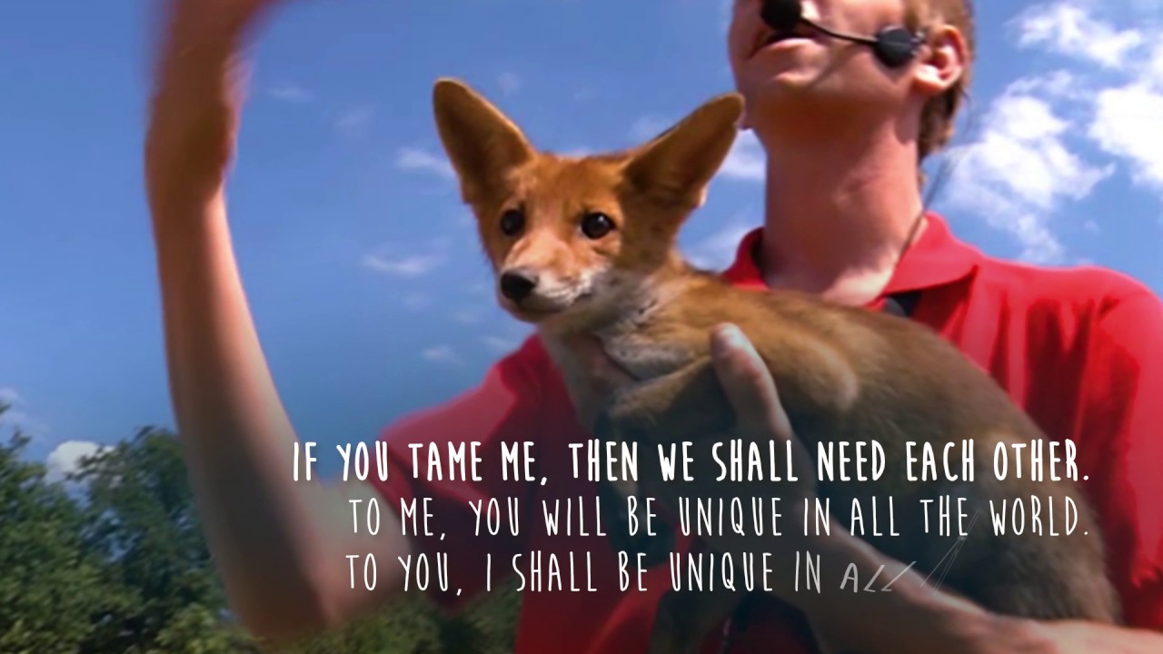 Come tame the Little Prince Park's foxes ! - YouTube