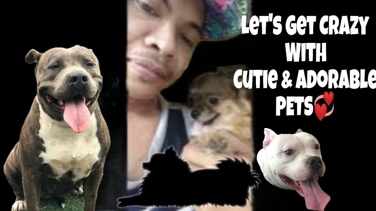 GET INSANE with Super Hyper, Adorable & Cutie Pets - YouTube