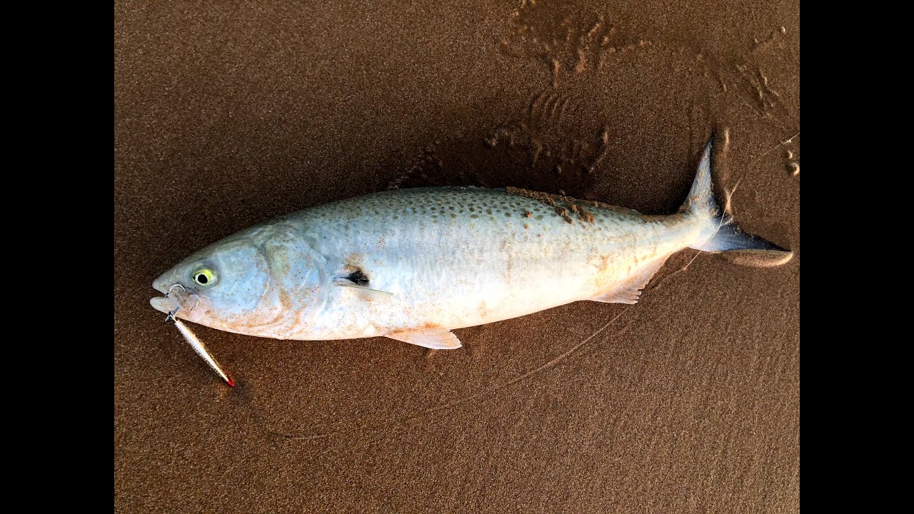 FISH EVERY CAST! Australian Salmon fishing on metals - YouTube