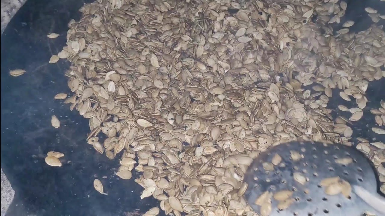 Elaboración del Alguashte un condimento ancestral muy rico - YouTube