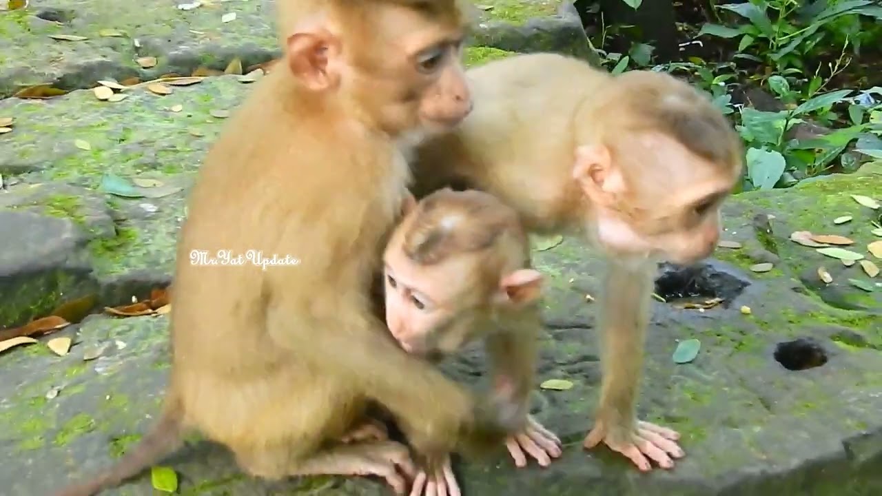 Jimmy runs to greet big monkey from Amber, he is very brave anyway to ...