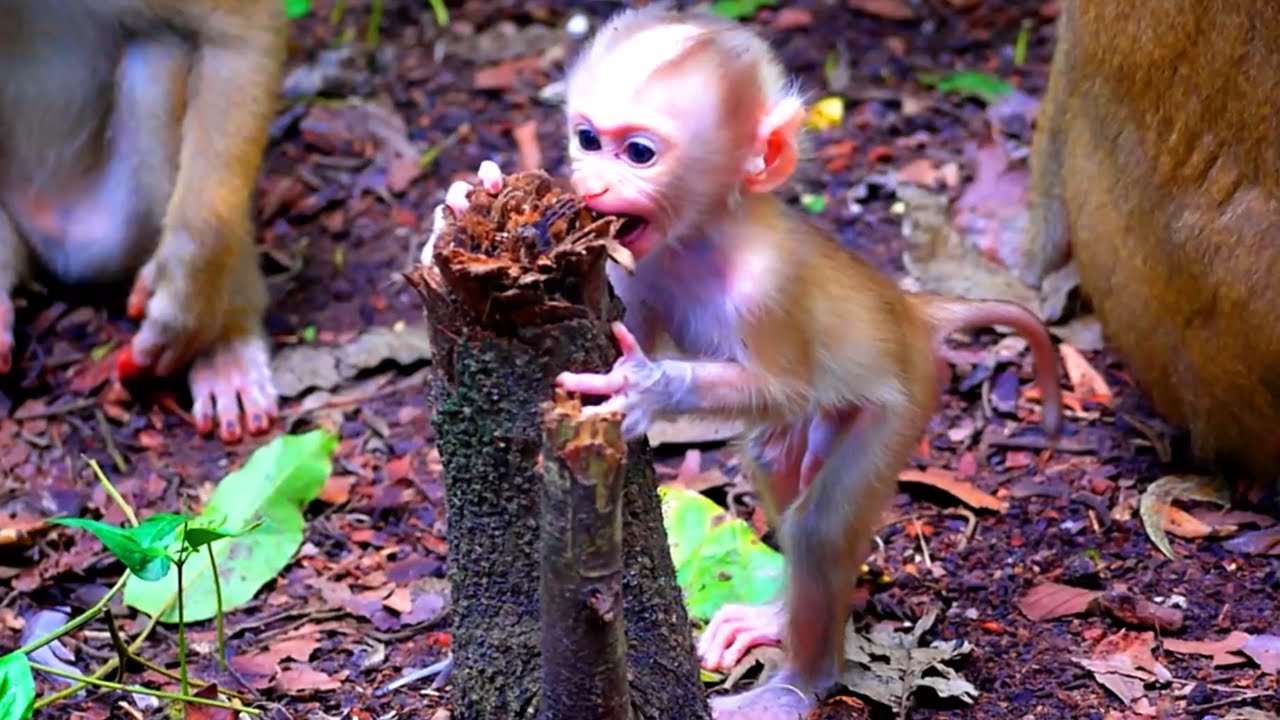 OMG! Mother monkey Luna push her baby by leg out from her and she goes ...