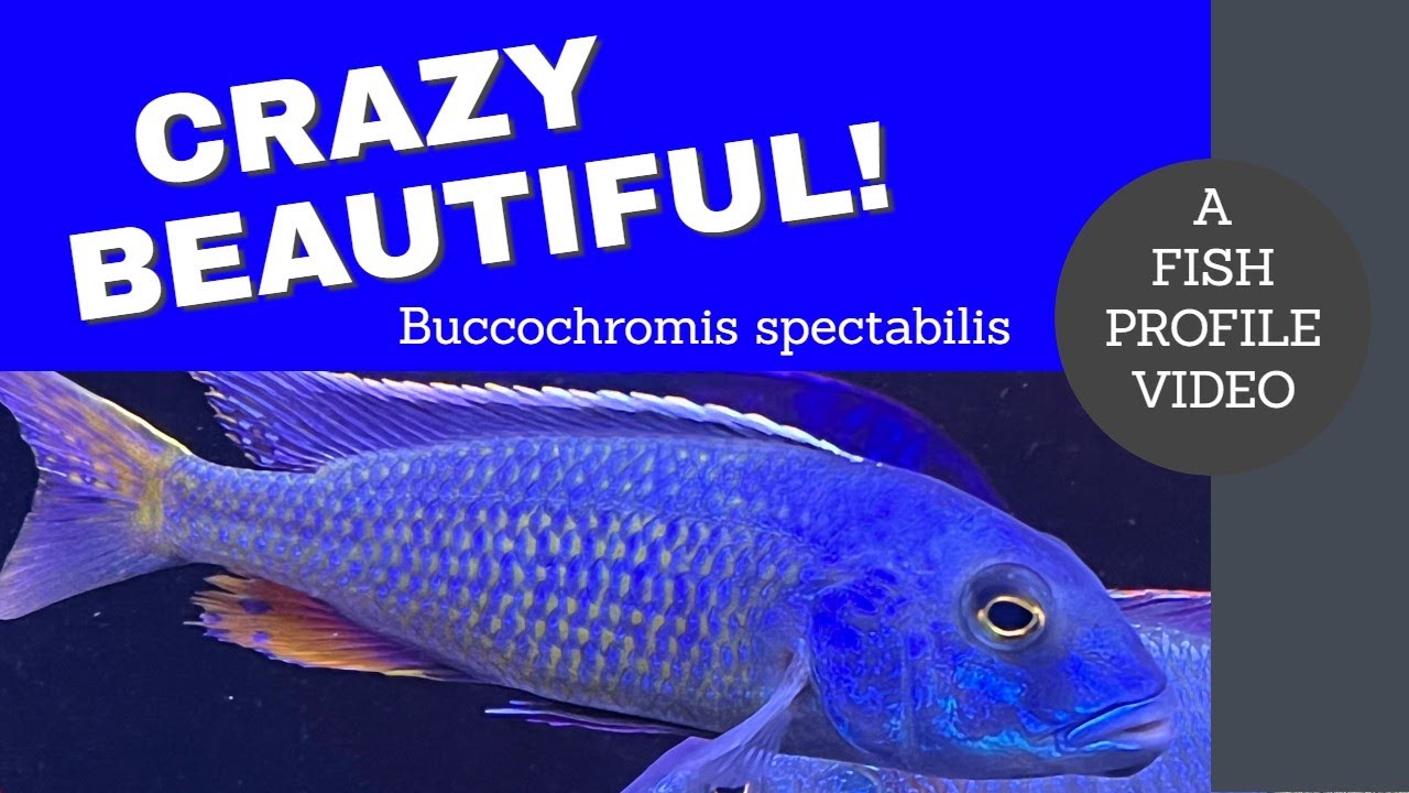 SPECTACULAR Cichlid [Like NONE I've Seen Before] - A Fish Profile Video ...