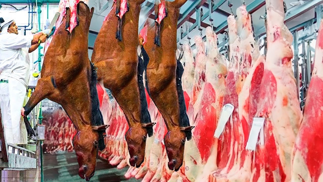 Modern horse meat production factory... Look what happens in horse meat ...