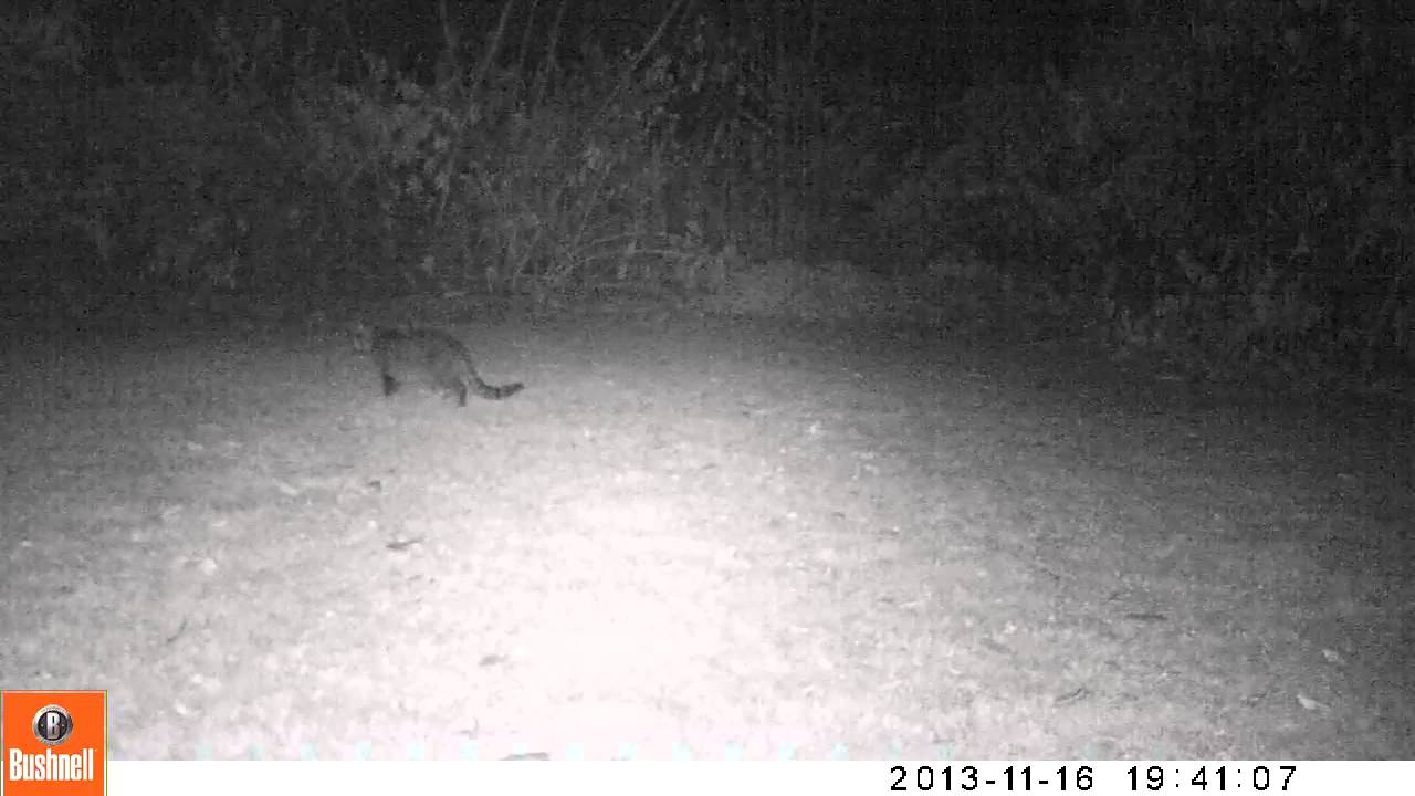 2013-11-16 - Cat Chasing a Fox - Trail Cam - YouTube