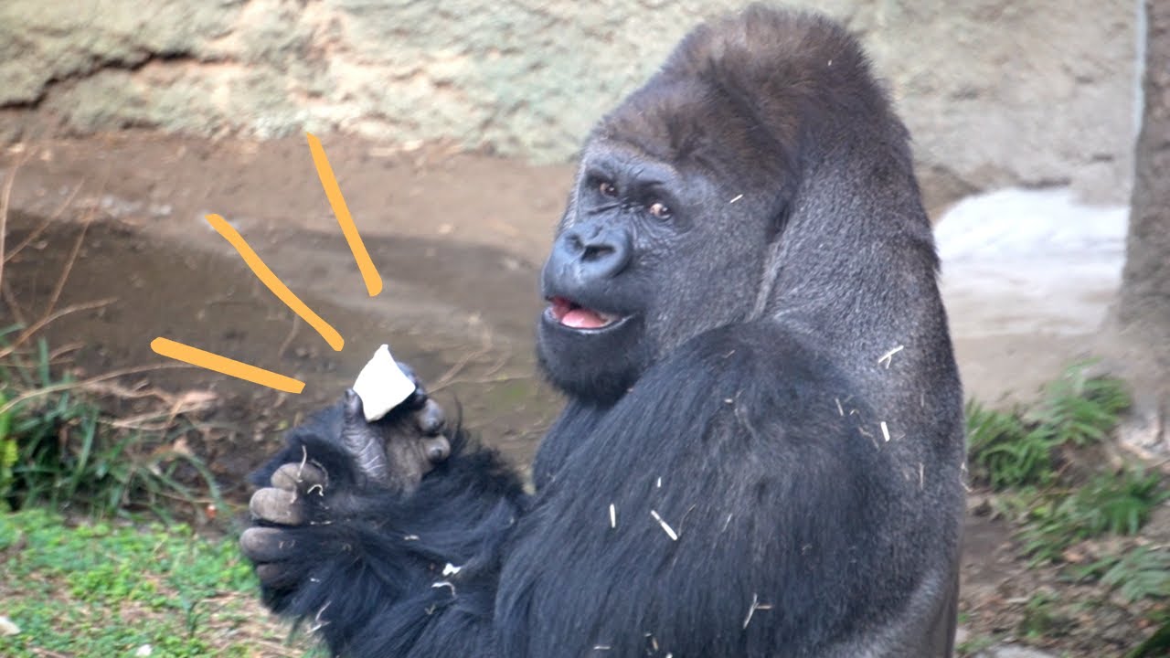 Silverback Haoko looks charming when he eats vegetables 🦍 | Gorilla ...