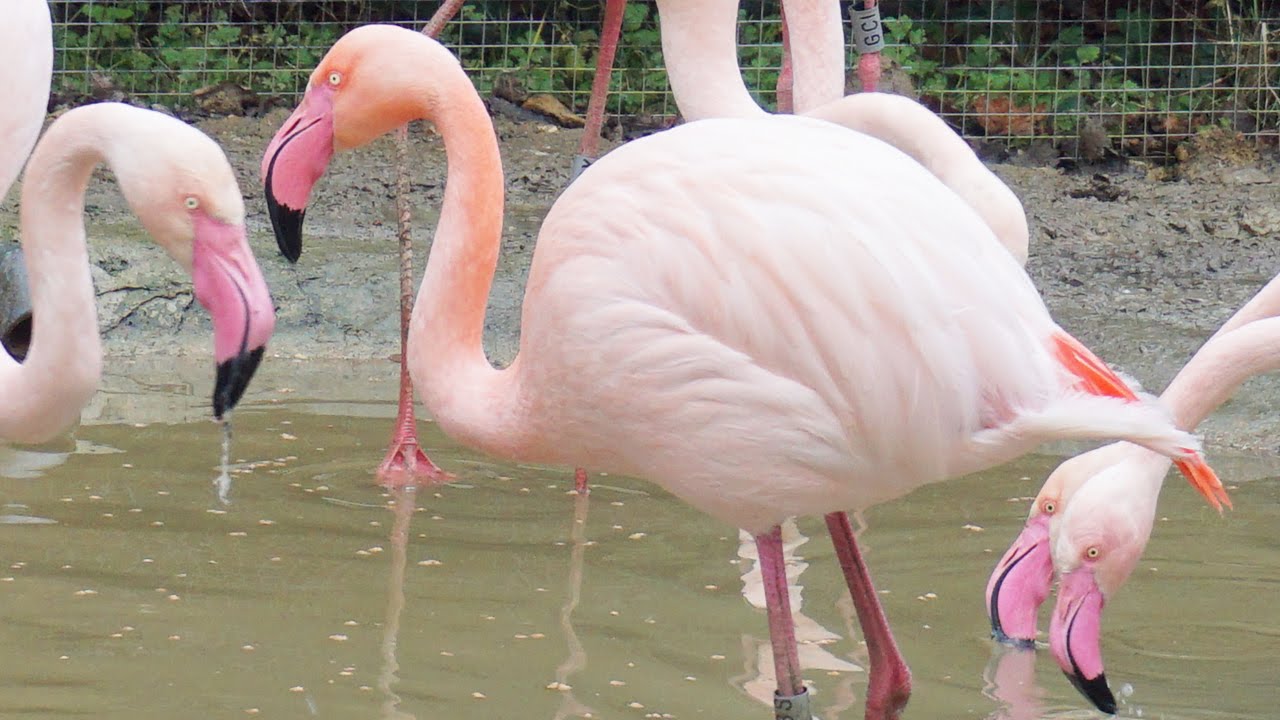 Flamingos in captivity - YouTube