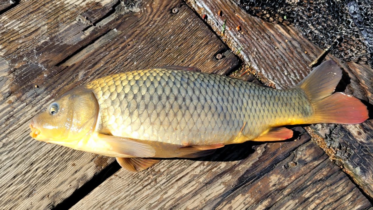 CARP FISHING at your LOCAL POND! - YouTube