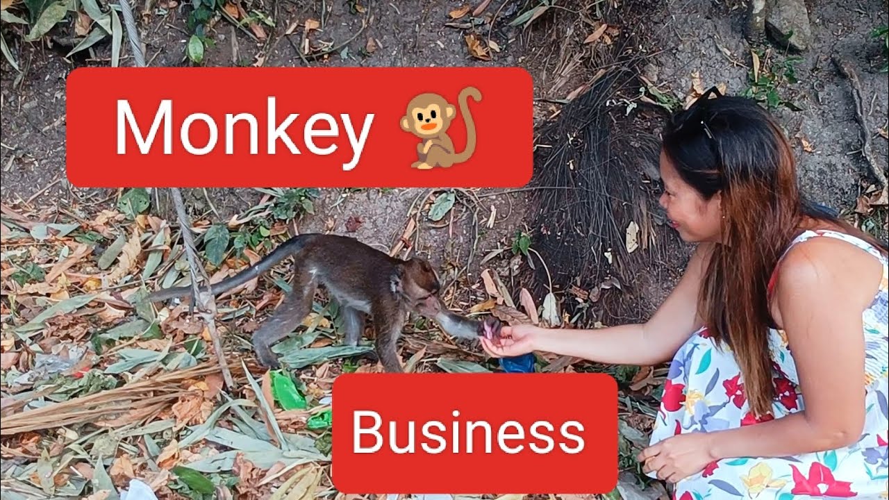Monkey business - YouTube