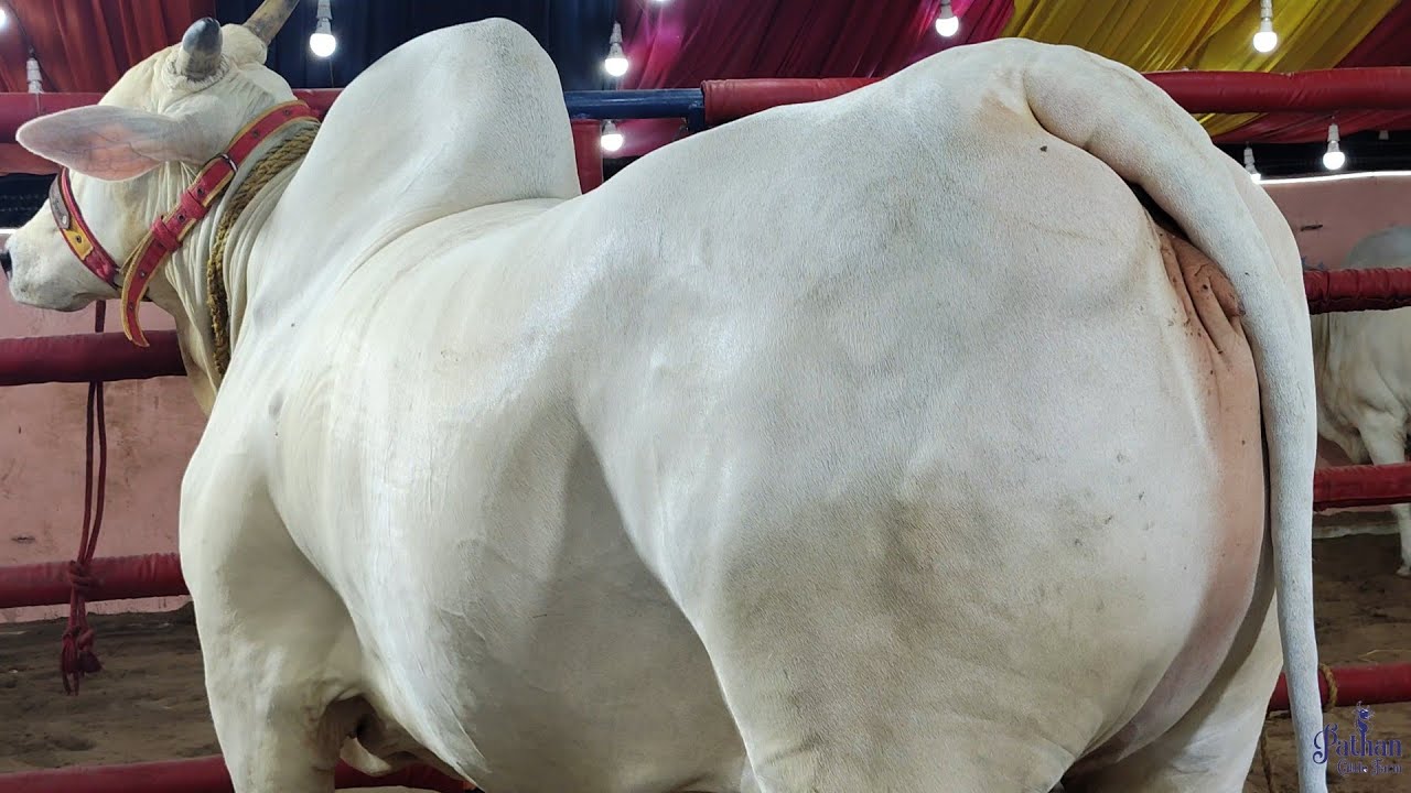 2024 MOST BIGGEST AND BEAUTIFUL HUMP BACHI COW FROM PATHAN CATTLE FARM ...