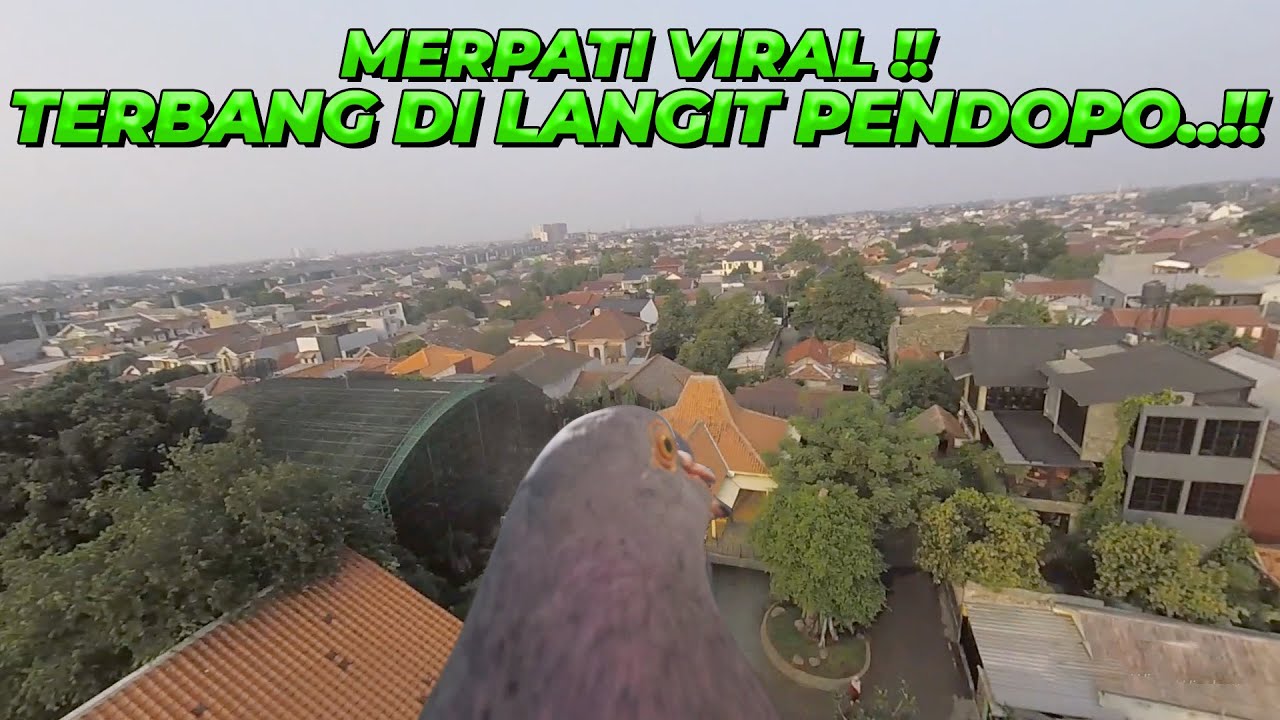SKILL MERPATI PRO PLAYER TERBANG DI ATAS AVIARY DEHAKIMS..!! - YouTube