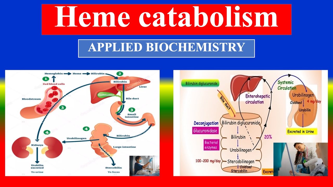 Heme catabolism - - Applied Biochemistry - For BSC Nursing - YouTube