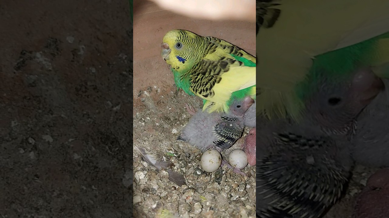 potur #shortvideo - YouTube