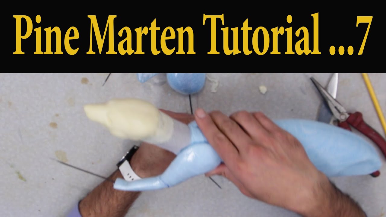 Pine Marten Taxidermy Tutorial, Part 7.... The neck and head - YouTube
