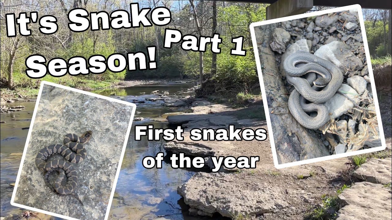 Snake season is finally here! Part 1 - First water snakes and queen ...