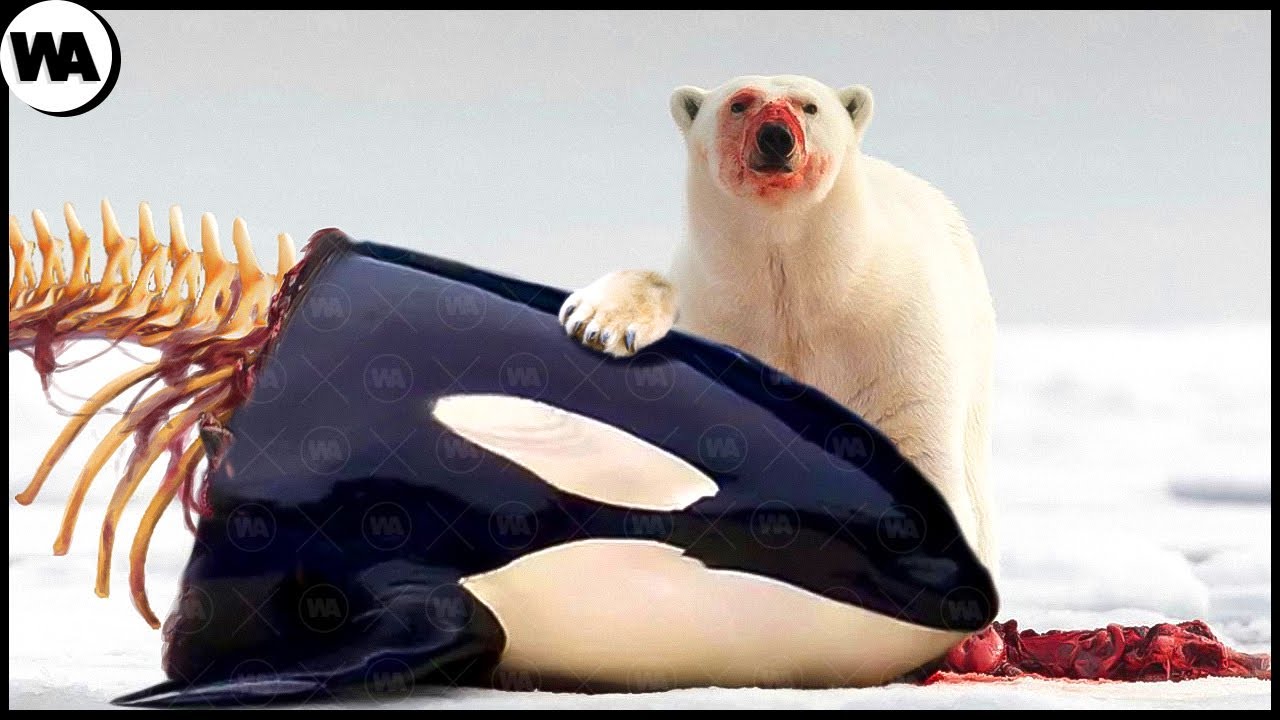 Killer Whales Eating Polar Bears