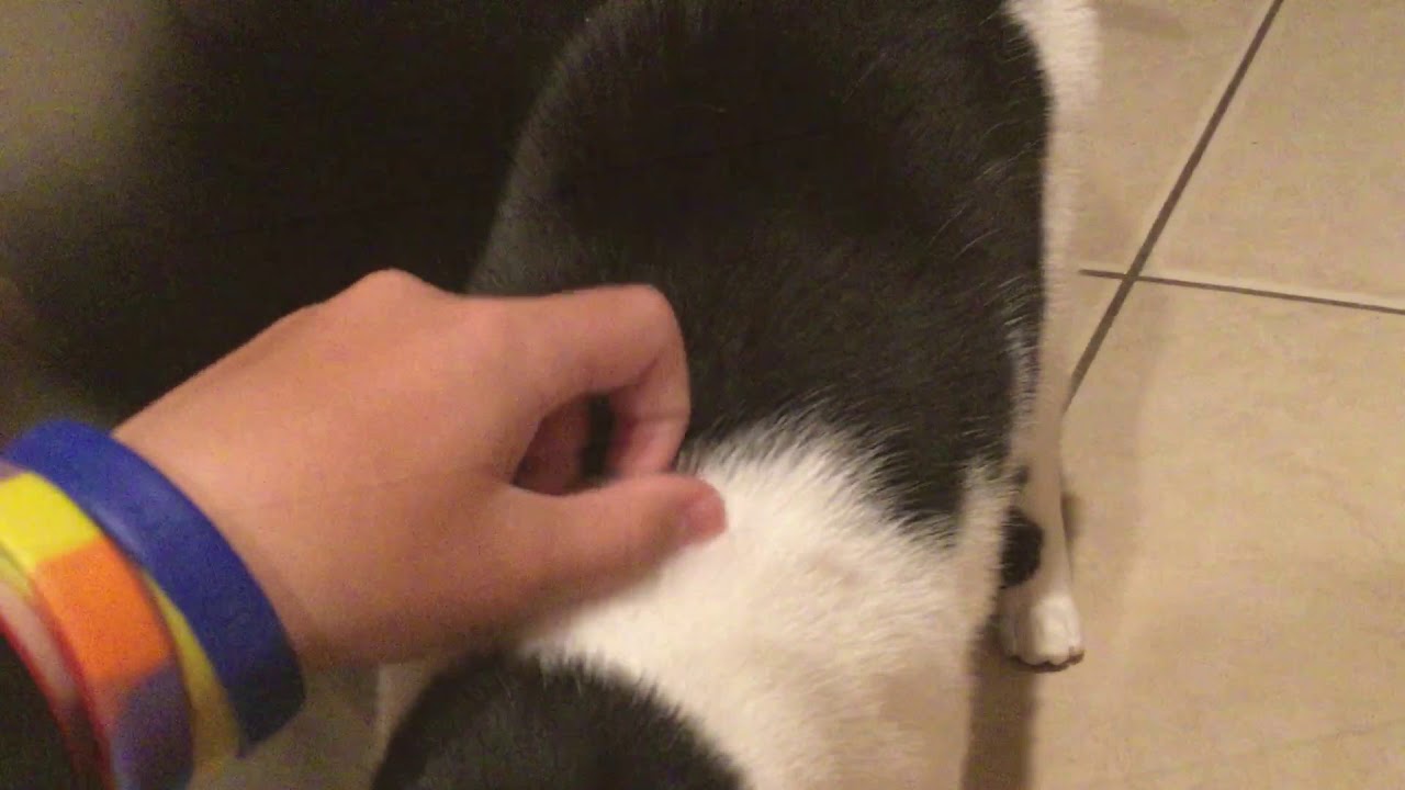 Callie’s Life Episode 67: Sneaking up on Callie - YouTube