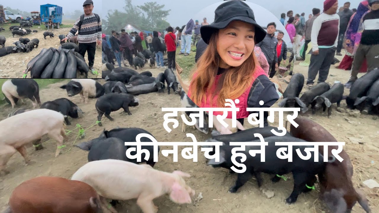 हजारौं बंगुर कीनबेच हुने बंगुर बजार🐖💵Big pig market in Nepal/pig ...