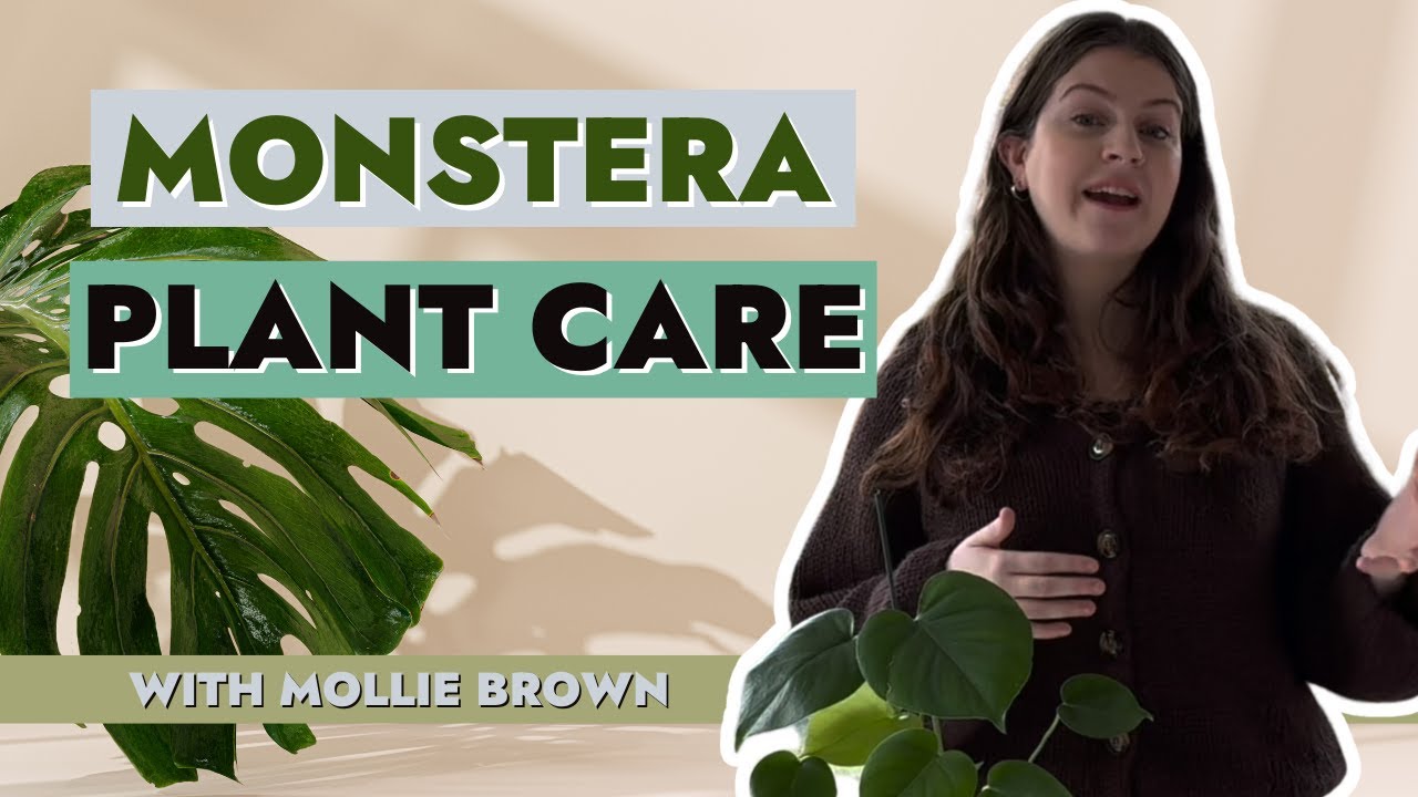 Mastering Monstera Magic: The Ultimate Guide to Thriving Monstera ...