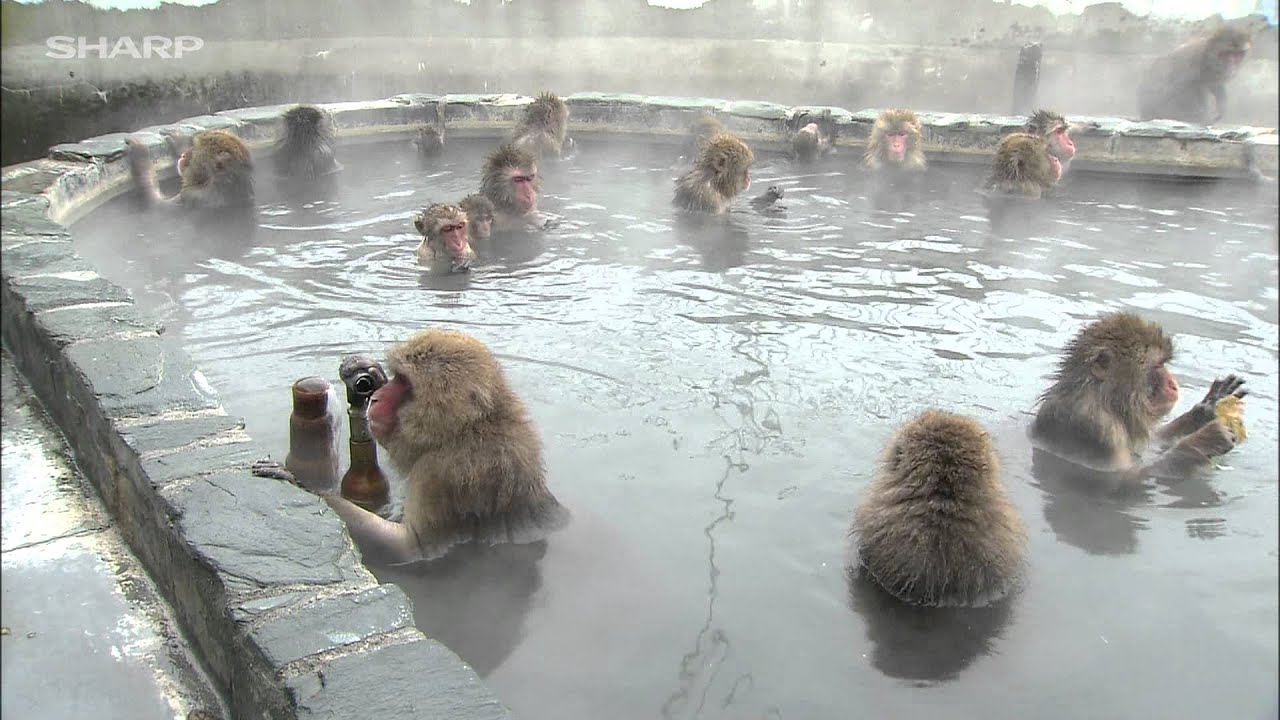 sharp spa monkeys - YouTube