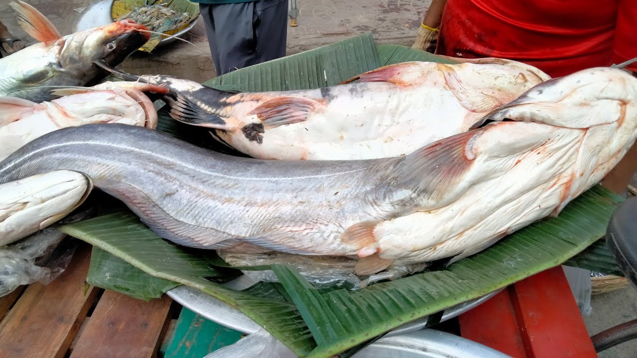 Magna noder Big bowal fish cutting video - YouTube
