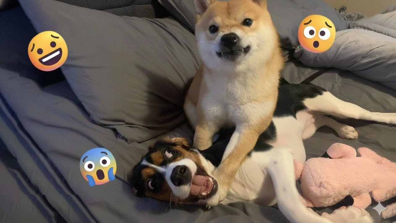 I Can’t Stop Laughing at These Silly Dogs 😂🐕 Dog Comedy Clips #3 - YouTube
