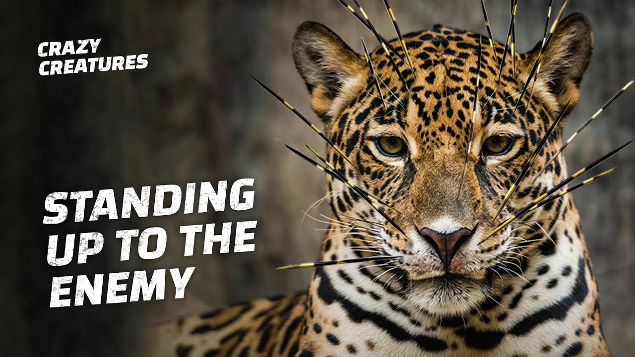 When Animal Prey Fights Back Against Predators - YouTube