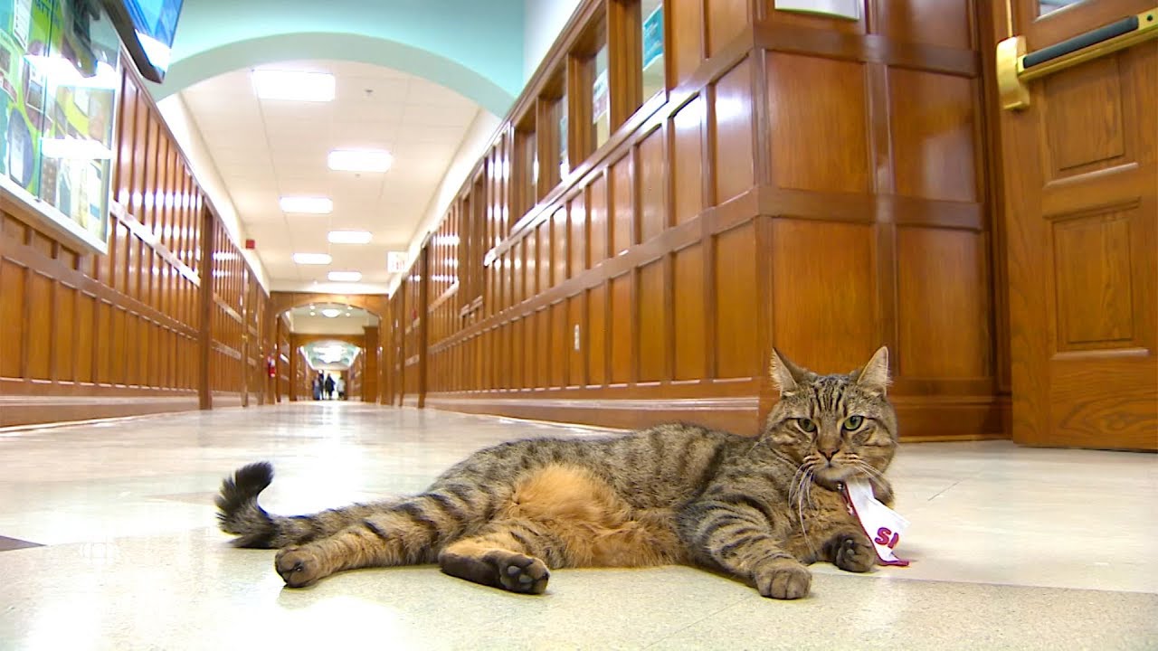 This is the coolest cat on SMU's campus - YouTube