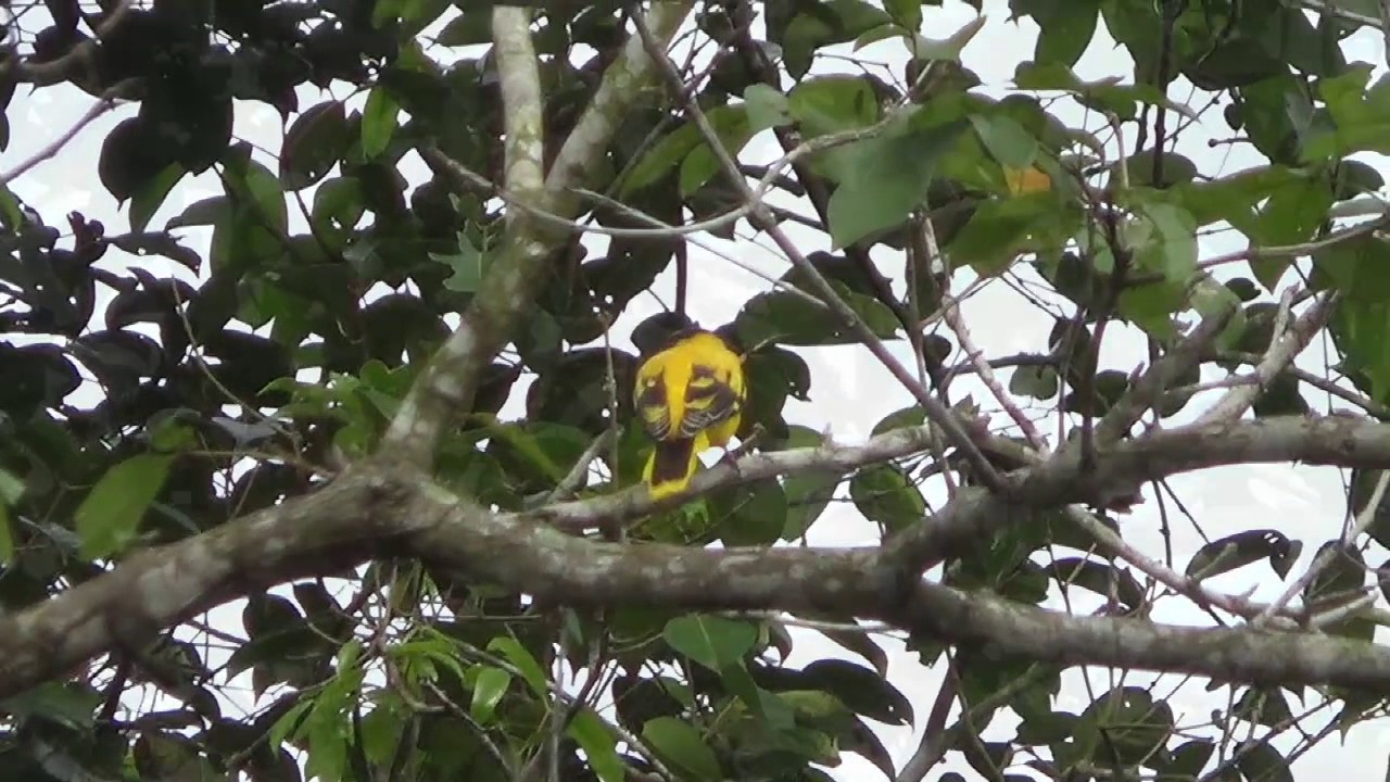 That fat yellow bird...... - YouTube